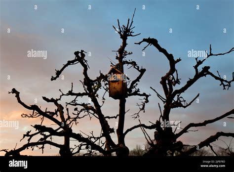 Tree Nesting Box Trees Nesting Boxs Stock Photo Alamy