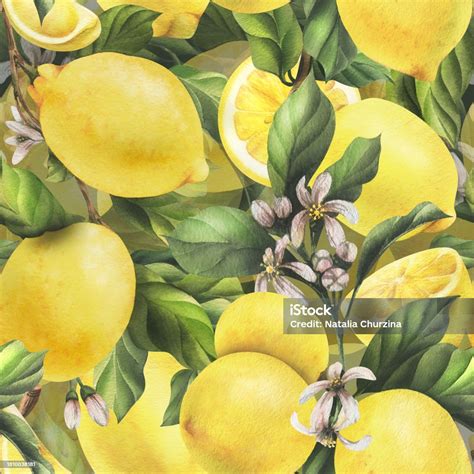 레몬은 노랗고 육즙이 많으며 녹색 잎 가지에 꽃 봉오리 전체 및 조각으로 익습니다 수채화 손으로 그린 식물 그림입니다 흰색