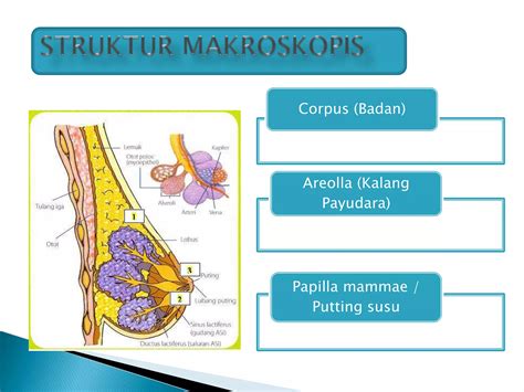 227154690 Ppt Anatomi Dan Fisiologi Payudarapptx