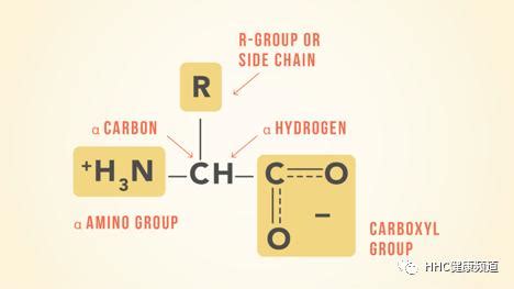 9种氨基酸被归类为必需氨基酸 江南文明网