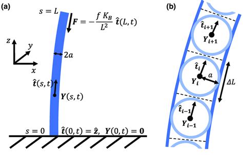 A Diagram Depicting The Follower Force Model The Filament Has Radius Download Scientific