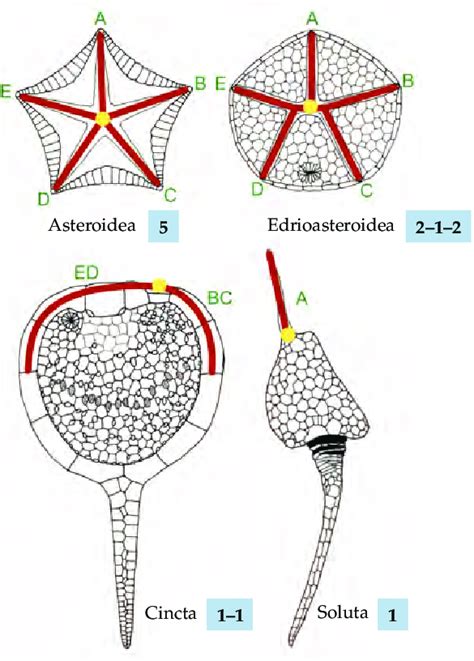 5 Arrangement Of Ambulacra In Modern And Fossil Groups The Top Left