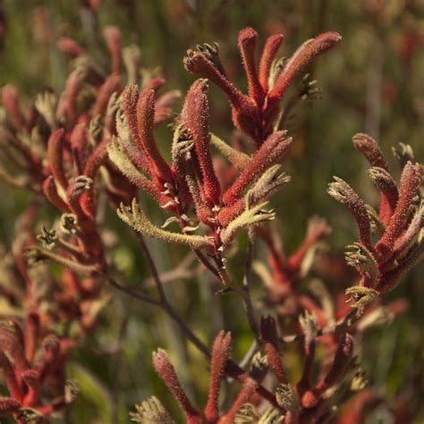 Anigozanthos Vibrant Kangaroo Paw Plants For Sale — Mahindra Nursery