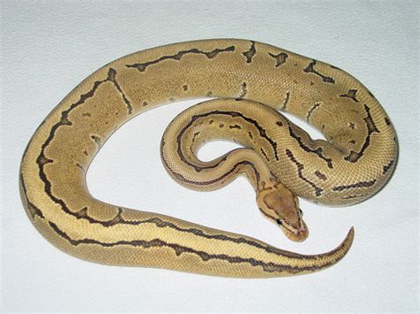 Morph List World Of Ball Pythons