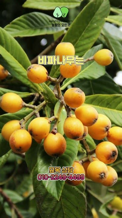 비파나무 묘목구매 묘목구입 비파효능 Youtube