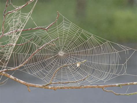 900 Spider Web Wallpapers