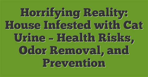 Horrifying Reality House Infested With Cat Urine Health Risks Odor