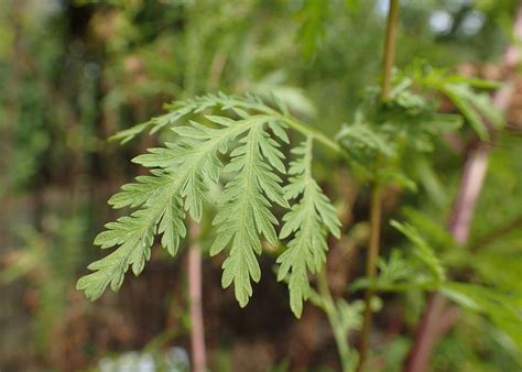 25 Facts About Artemisia Ohmyfacts