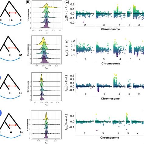 Genome Wide Introgression Facilitates Phylad Specific Gene Sharing A