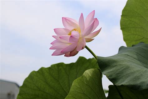 무료 이미지 자연스러운 식물학 신성한 연꽃 수생 식물 플로라 로터스 아름다움 장미 꽃잎 아아 매크로 사진