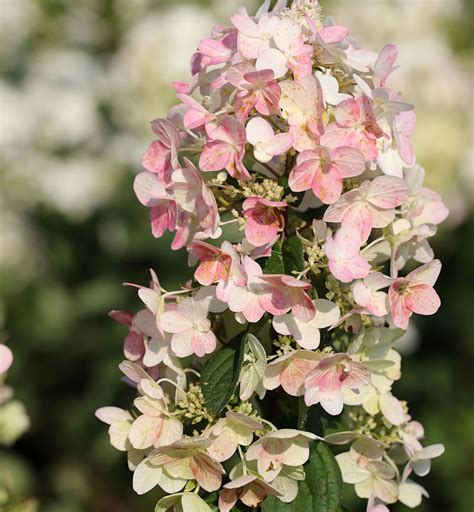 Hydrangea Paniculata Confetti At Sharon Soliz Blog