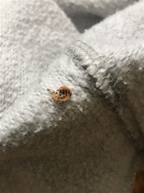 Is This A Bed Bug Shell Rbedbugs