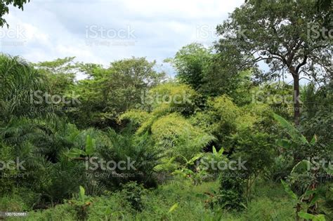 서아프리카 토고의 로메와 코팔리메 사이의 길에서 바나나 나무와 야자수가 있는 열대 풍경 0명에 대한 스톡 사진 및 기타 이미지 0명 경관 고요한 장면 Istock