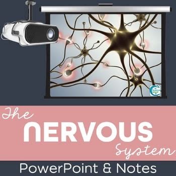 Nervous System PowerPoint And Notes Science Island