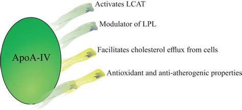 The Roles Of ApoA IV ApoA IV Has Antioxidant And Antiatherogenic Download Scientific Diagram