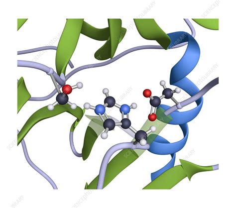 Serine Protease Active Site Of Chymotrypsin Molecular Model Stock