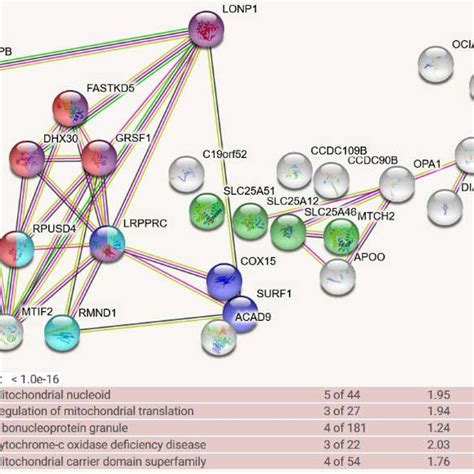 Proposed Roles Of Clpb Clpx And Clpxp In Mitochondrial Translation
