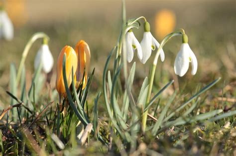 Premium Photo Close Up Of Crocus Blooming On Field