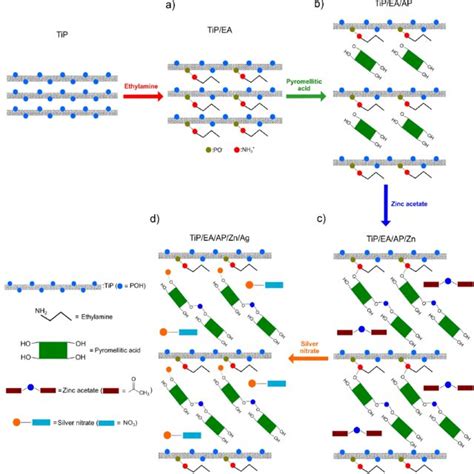 Schematic Representation Of Each Intercalation Into Tip Galleries Download Scientific Diagram