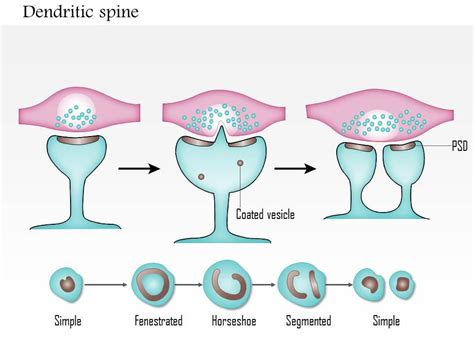 Dendritic Spine Medical Images For PowerPoint Templates PowerPoint Slides PPT