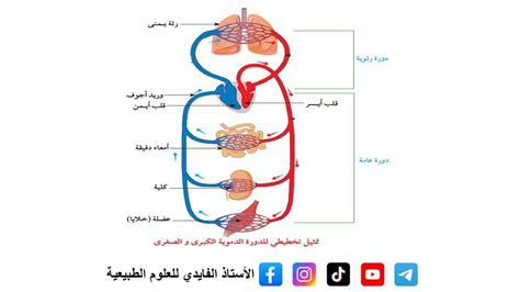 ‎دروس خصوصية دروس خصوصية للعلوم الطبيعية و الحياة تلمسان
