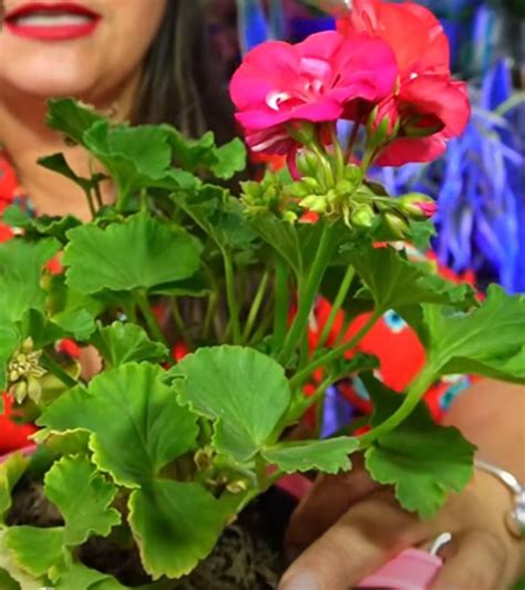 სახლი სიმწვანეში Added A New Photo სახლი სიმწვანეში