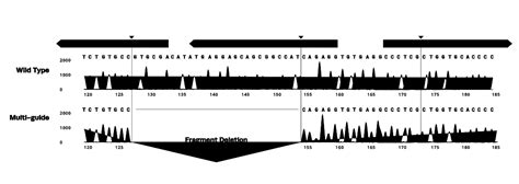 The Complete Guide To Understanding Crispr Sgrna
