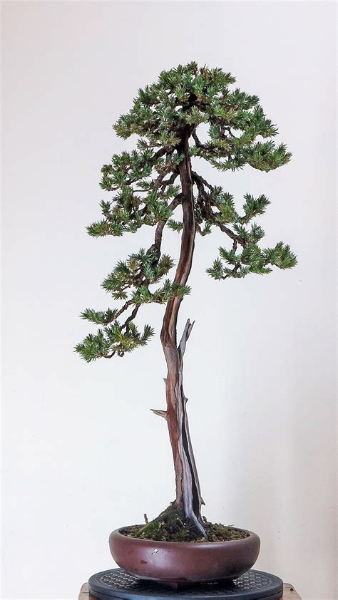 A Matter Of Taste Bonsai Today