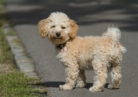 Cavapoo Breed Info And Advice Zooplus Magazine