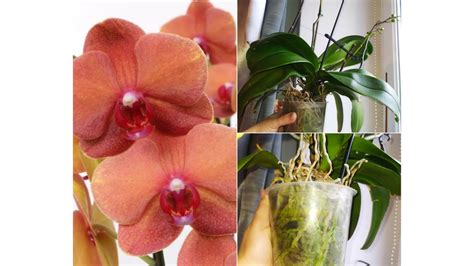 Орхідея сурф сонг🌺невибагливий і простий у догляді сорт phalaenopsis ...