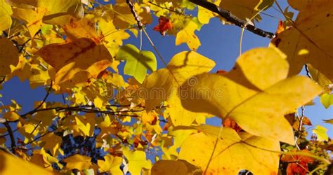 A Tulip Tree With Yellowed Foliage During Leaf Fall Stock Video Video Of Wood Yellowing