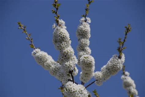 Mycobacterium Avium Complex Foto Stok Potret And Gambar Bebas Royalti Istock