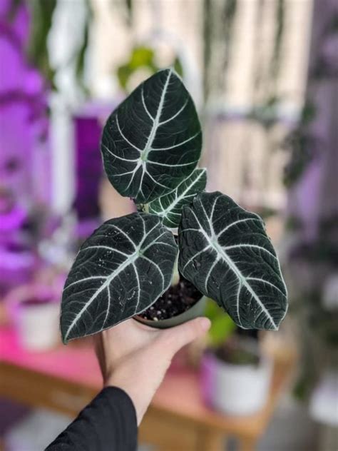 Alocasia Black Velvet How To Care For This Stunning Nearly Black Plant