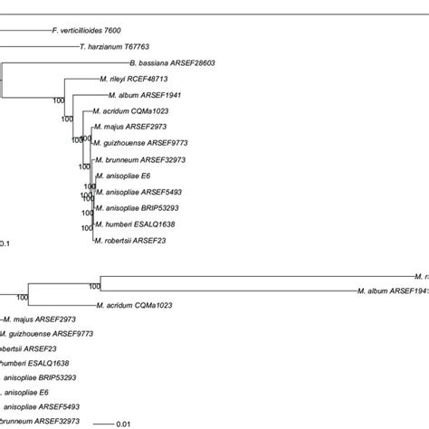 maximum likelihood tree using concatenated protein sequences of 3131