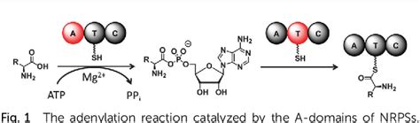 Figure 1 From Functional Profiling Of Adenylation Domains In