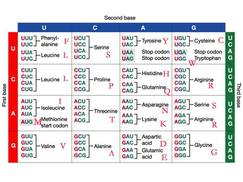 Printable Codon Chart