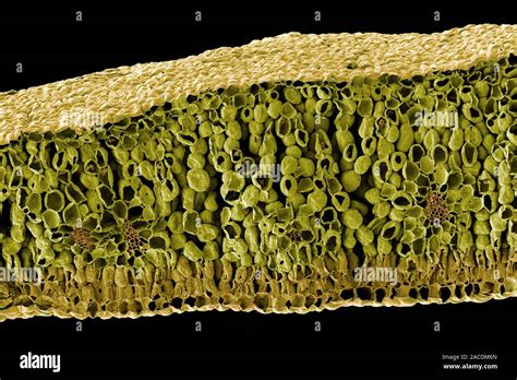 Leaf Structure Coloured Scanning Electron Micrograph Sem Of A Freeze Fracture Through A