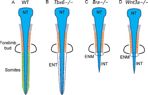 Figure 7 From The Origin And Regulation Of Neuromesodermal Progenitors Nmps In Embryos