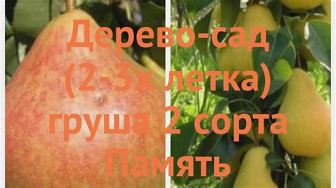 Груша плодовая Память Яковлева-Декора 🌿 обзор: как сажать, саженцы ...