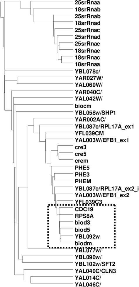 partial output from clustering analysis of gene expression data in the