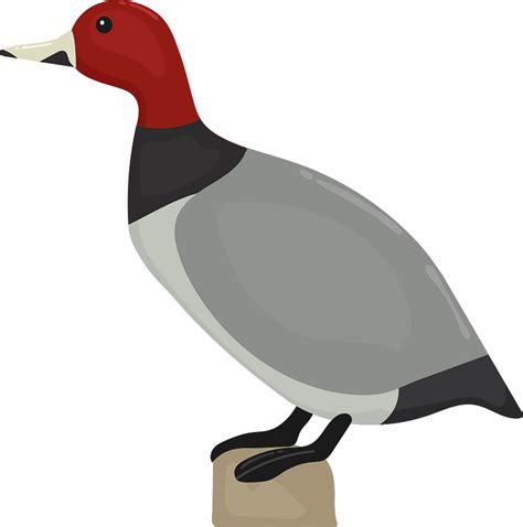 Redhead Duck Free Vector Clipart Images On