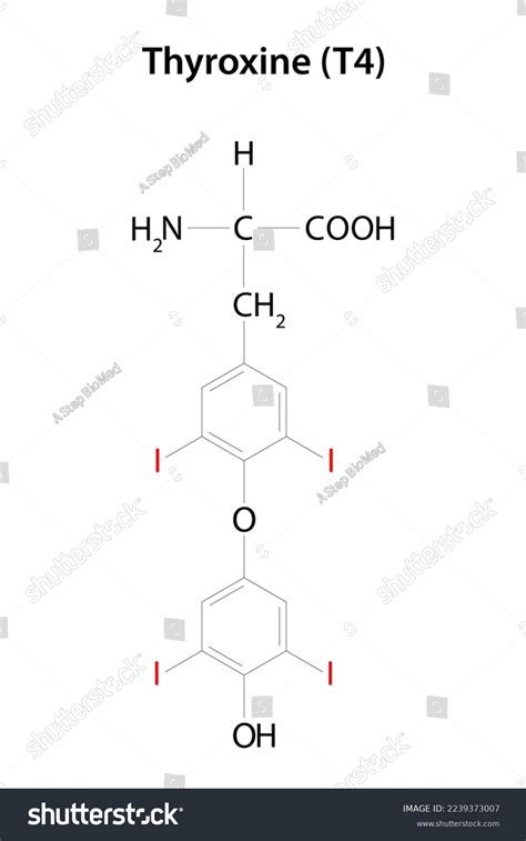 Thyroxine T4 One Two Major Hormones Stock Vector Royalty Free 2239373007 Shutterstock