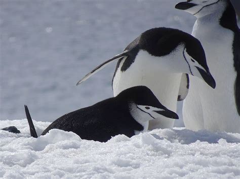 How Do Penguins Sleep