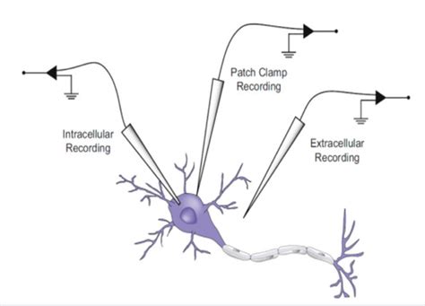Chapter 4 Electrophysiology Data Science For Neuro Majors Flashcards Quizlet