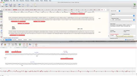 How To Cut Sequence Snapgene Viewer Flixlight