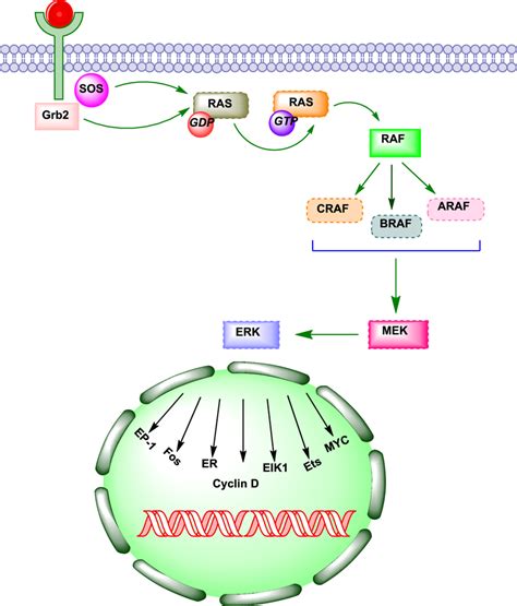 Involvement Of Braf Kinase In Cell Proliferation Through Mapk Pathway