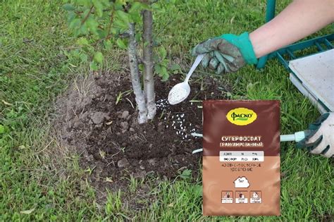 Суперфосфат бордоог хэзээ хэрэглэх Экстра Ургамал Төв