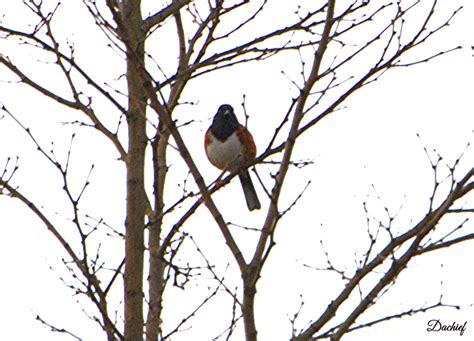 Veteran Art Institute Artwork Library Victor Fox