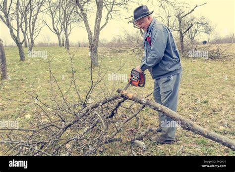 Worker Using Chain Saw And Cutting Tree Branches Stock Photo Alamy
