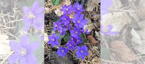 Печеночница благородная купить в Екатеринбурге Товары для дома и дачи Авито